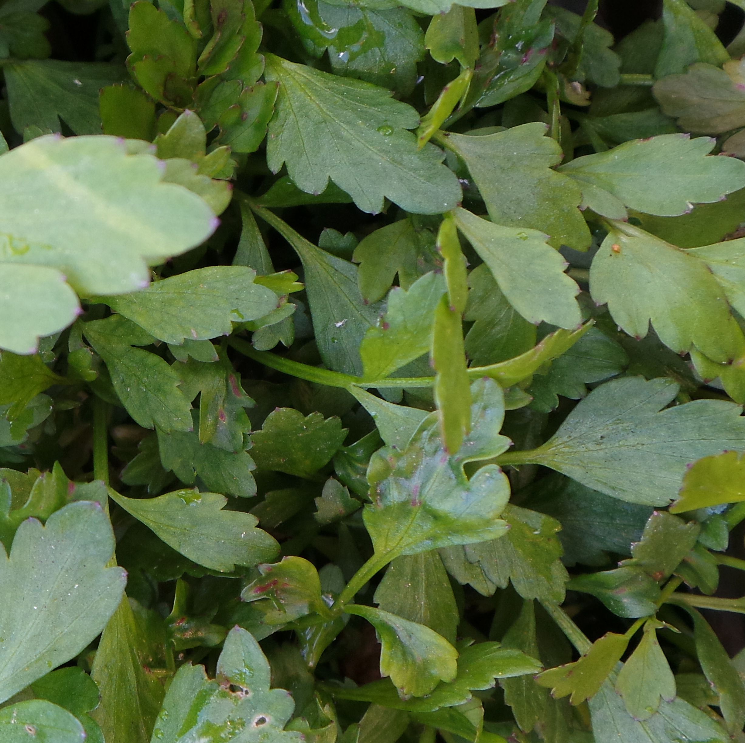 Water Parsley (Chinese Celery) - Woodvale Fish & Lily Farm Perth