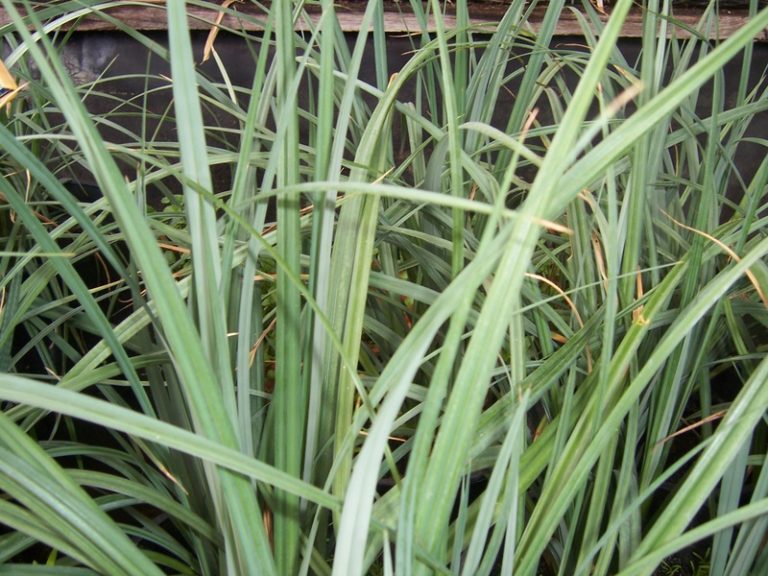 Blue Rush - Woodvale Fish & Lily Farm Perth