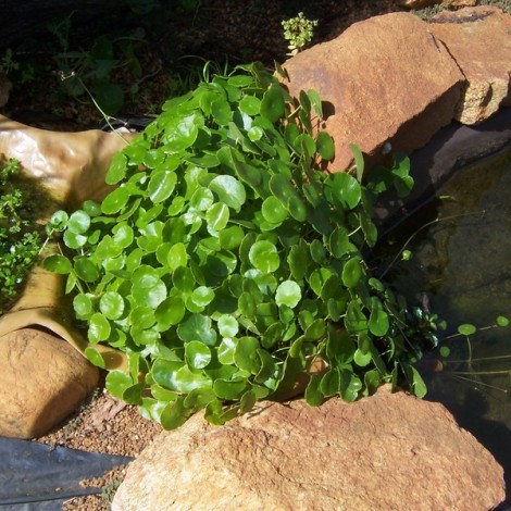 Pond Water Plants Perth - Woodvale Fish & Lily Farm