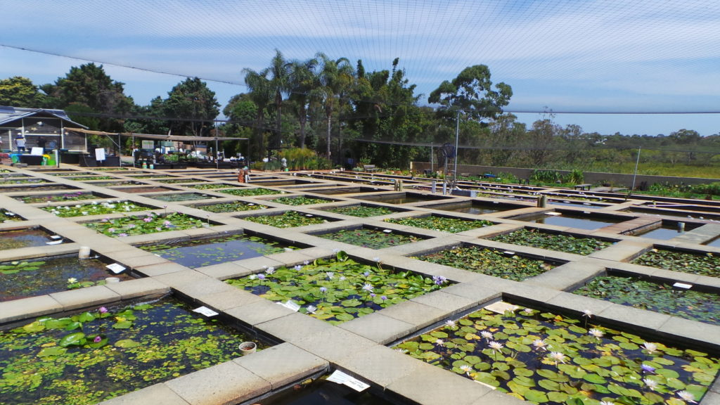 About Woodvale Fish and Lily Farm - Perth, WA