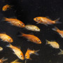 Baby Koi - Perth Metro Delivery - Woodvale Fish & Lily Farm