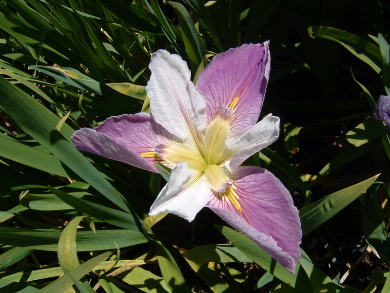 Water Iris - Woodvale Fish & Lily Farm Perth
