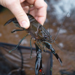 Live Marron - Perth Metro Delivery - Woodvale Fish & Lily Farm