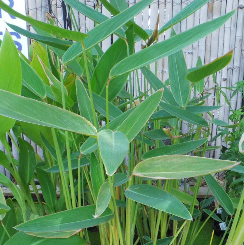 Thalia - Woodvale Fish & Lily Farm Perth