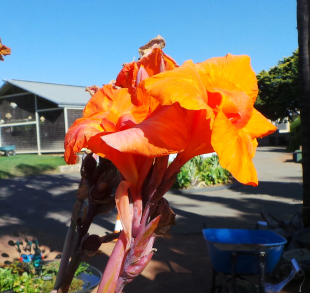 Canna Bengal Tiger OUT OF STOCK UNTIL SUMMER 2025 - Woodvale Fish ...