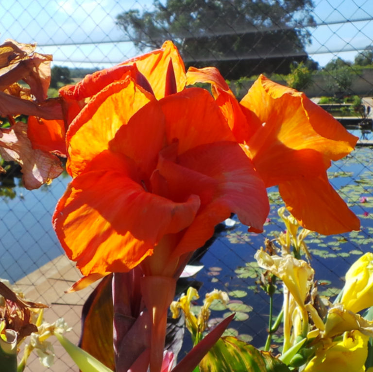 Canna Bengal Tiger - Woodvale Fish & Lily Farm Perth