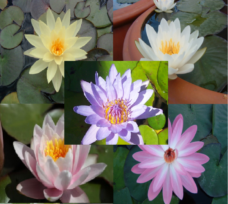 Assorted Tropical & Hardy Mixed Lily 5 Pack - (Includes Express Postage ...