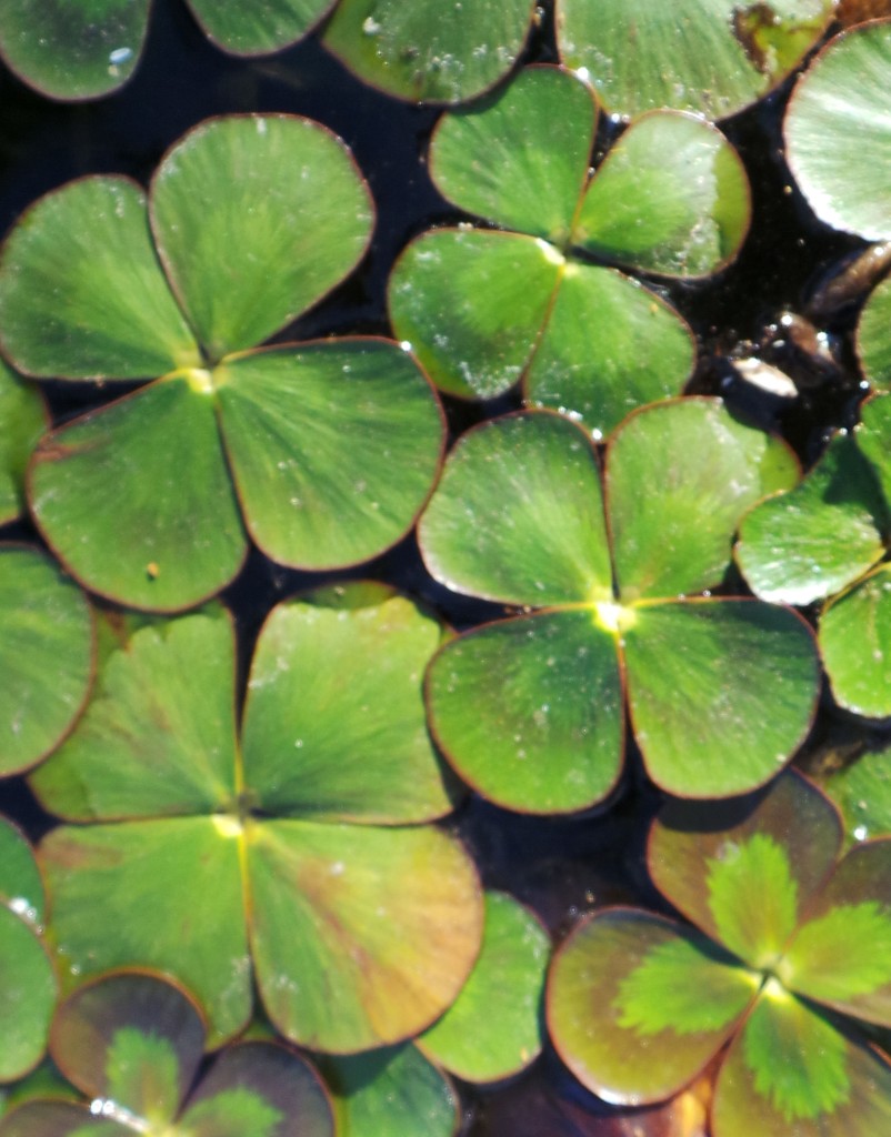 Nardoo - Woodvale Fish & Lily Farm Perth