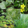 Native Water Plants - Woodvale Fish & Lily Farm Perth