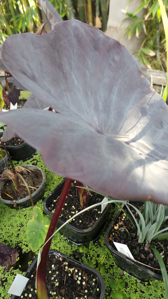 Taro 'Black Magic' - Woodvale Fish & Lily Farm Perth