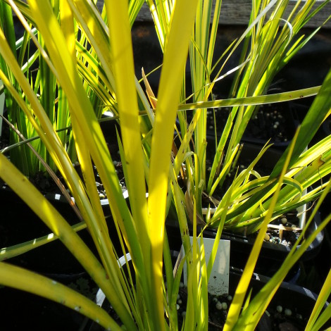 Ogon - Woodvale Fish & Lily Farm Perth