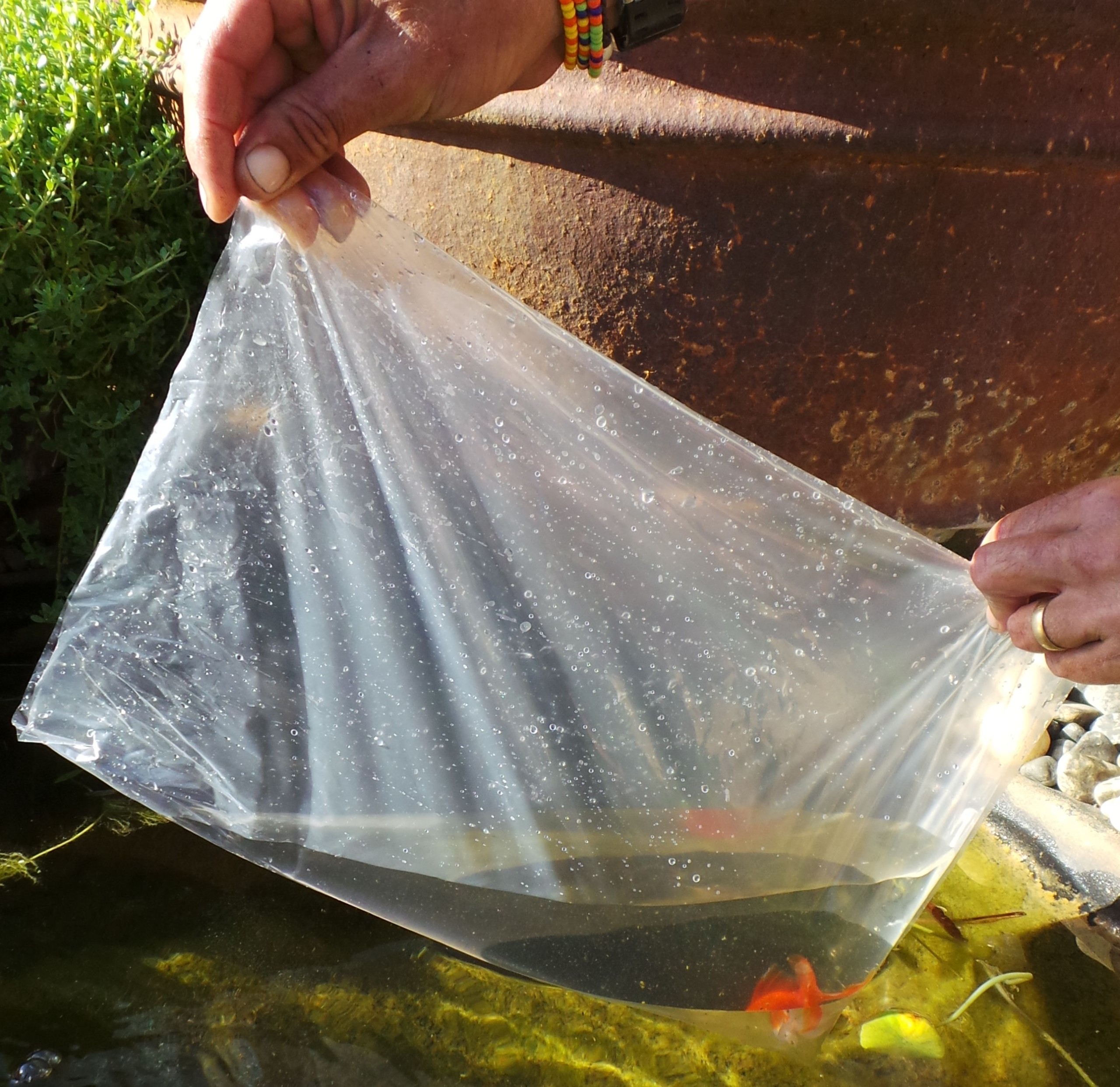 Introducing New Fish and Plants into a Pond - Woodvale Fish & Lily Farm ...