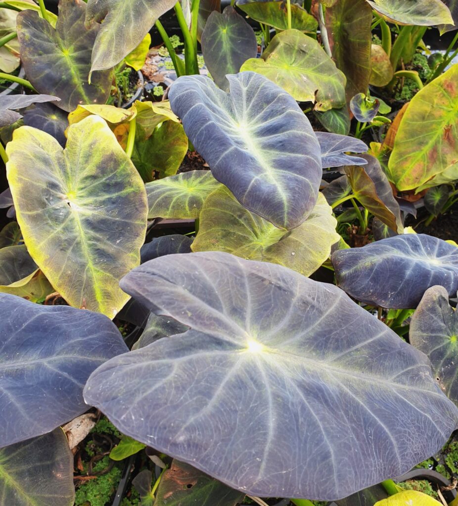 Taro 'Illustris' - Woodvale Fish & Lily Farm Perth