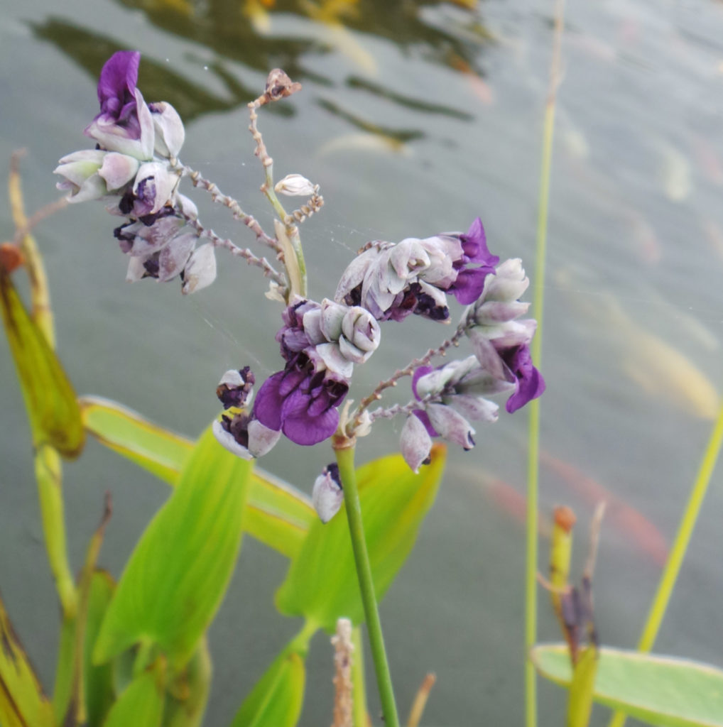 Reeds, Rushes and Grasses - Woodvale Fish & Lily Farm Perth
