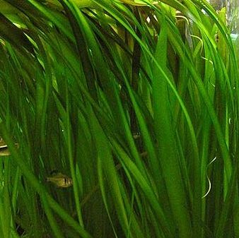 Vallis - Woodvale Fish & Lily Farm Perth