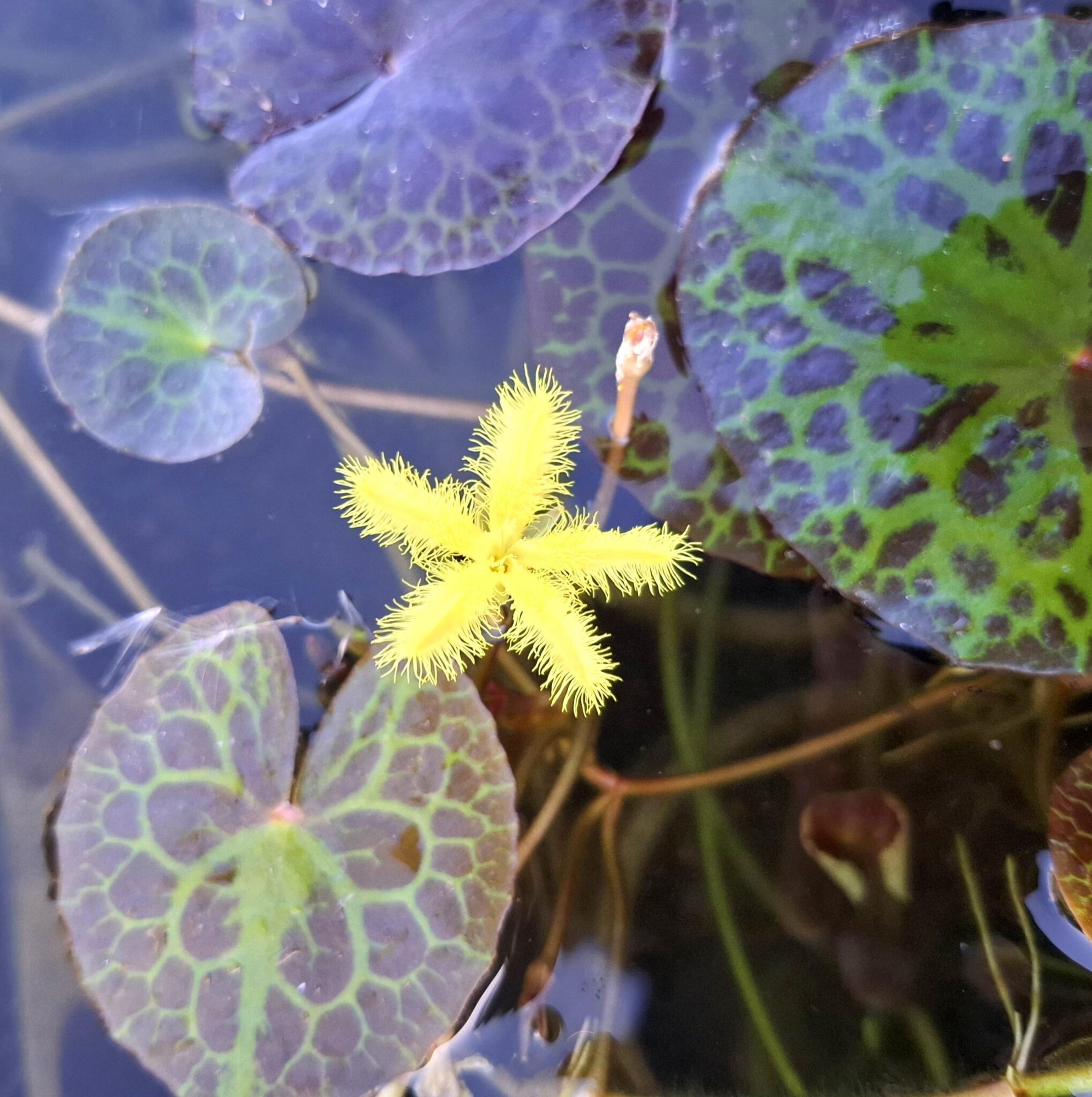 Australian Native Water Plants - Woodvale Fish & Lily Farm Perth