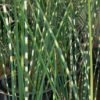 Reeds, Rushes and Grasses - Woodvale Fish & Lily Farm Perth